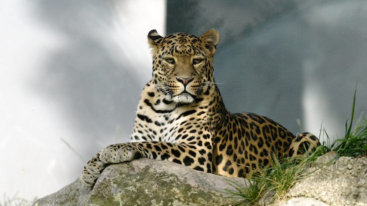 Protecting the Amur Leopard: Earth's Rarest Cat - Reference.com